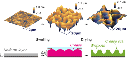 Gulliver : Swelling and Evaporation Determine Surface Morphology of ...